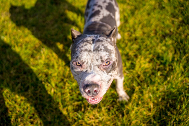 Merle Pitbull - All About This Beautiful Pittie Color