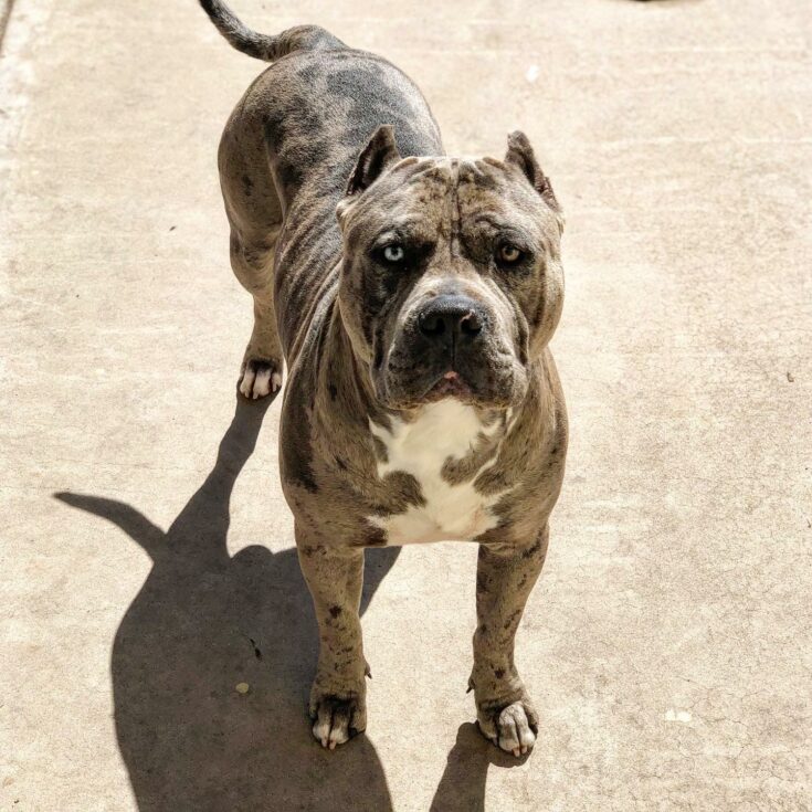 Merle Pitbull - All About This Beautiful Pittie Color