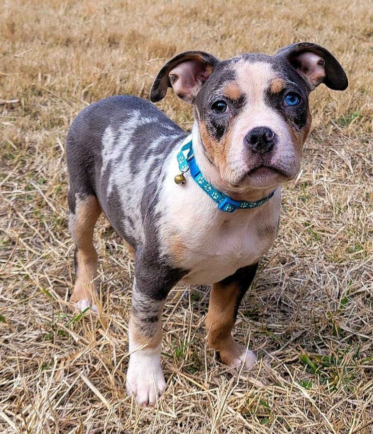 Merle Pitbull - All About This Beautiful Pittie Color