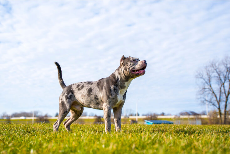 Merle Pitbull - All About This Beautiful Pittie Color