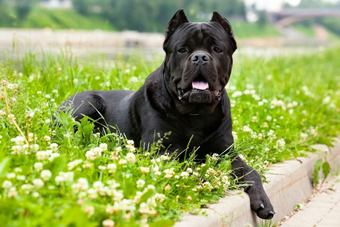 The Cane Corso Lifespan: How Long Will Your Dog Be Around