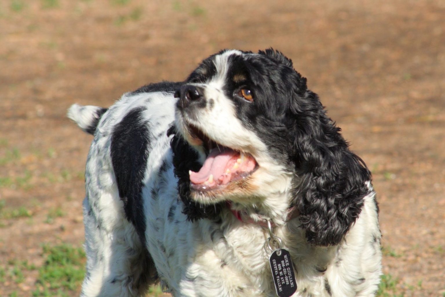 Are Cocker Spaniels Aggressive? Tips For Obedience Training