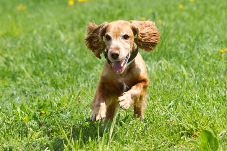Are Cocker Spaniels Aggressive? Tips For Obedience Training