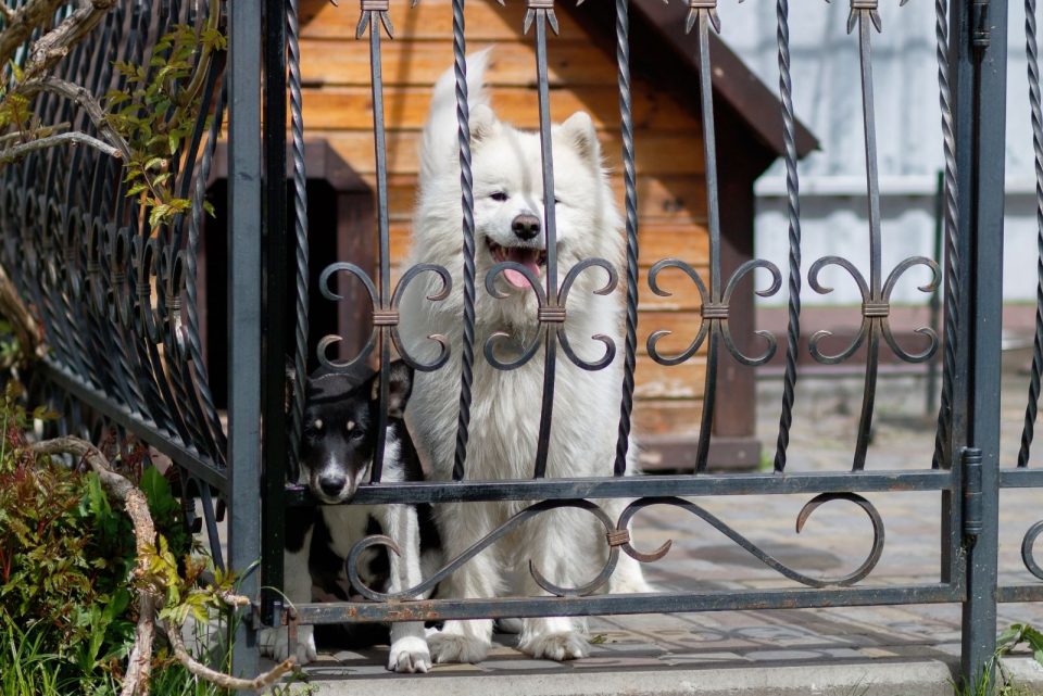 Are Samoyeds Aggressive? Unpacking The Samoyed Character