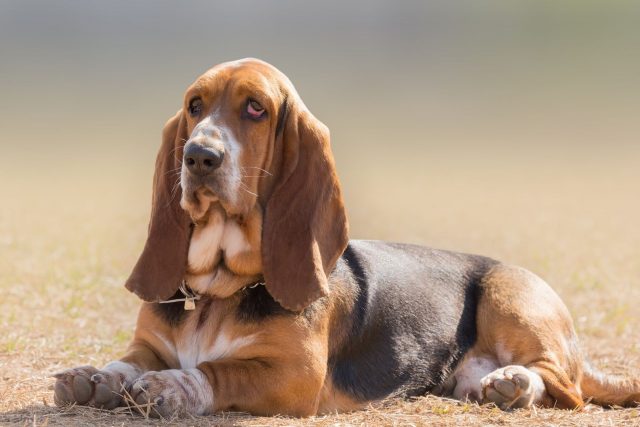 Basset Hound Lifespan: How Long Do These Pups Live?
