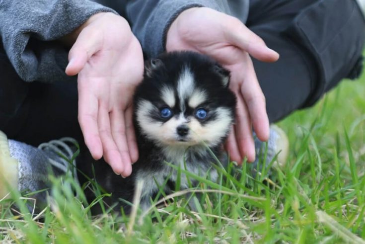 Teacup Pomsky: All You Ever Wanted To Know About Them