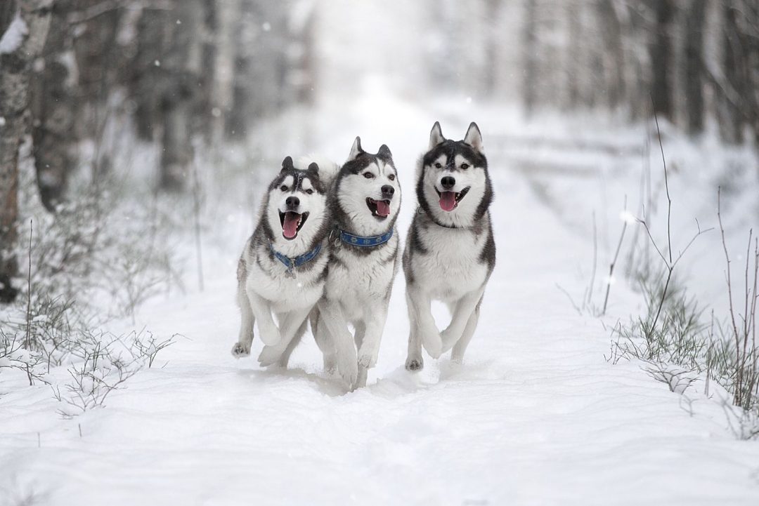 Do Huskies Bark? A Helpful Guide To Husky Vocalization