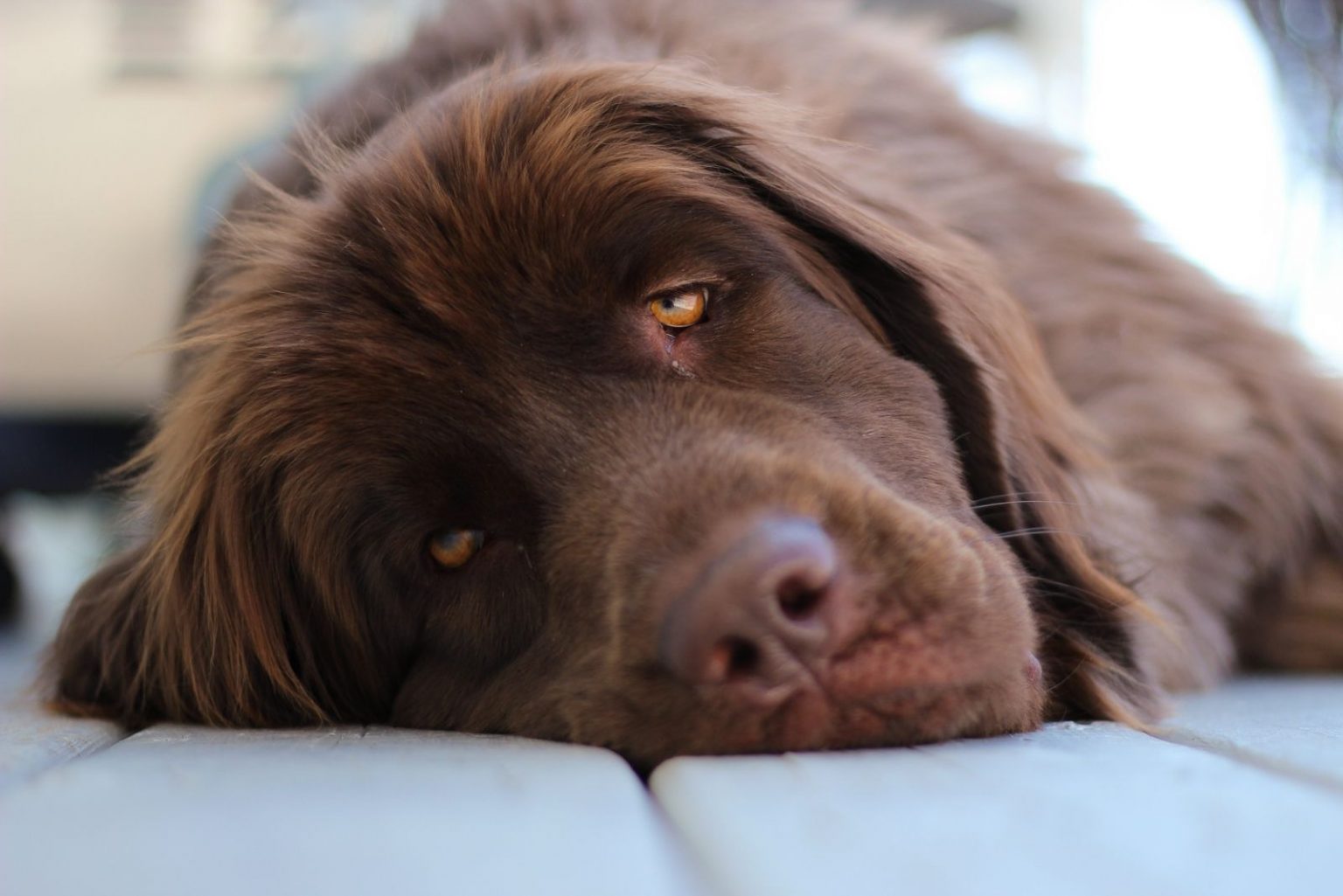 Newfoundland Lifespan And Common Health Issues Explained