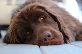 Newfoundland Lifespan And Common Health Issues Explained