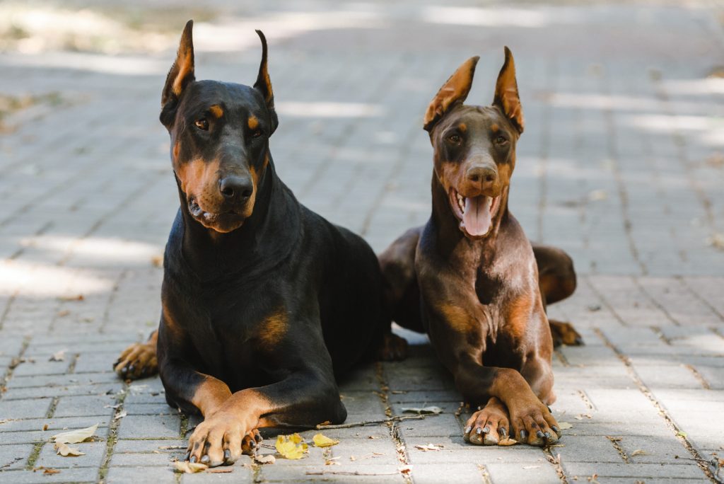 Male Vs Female Doberman: Your Questions Answered