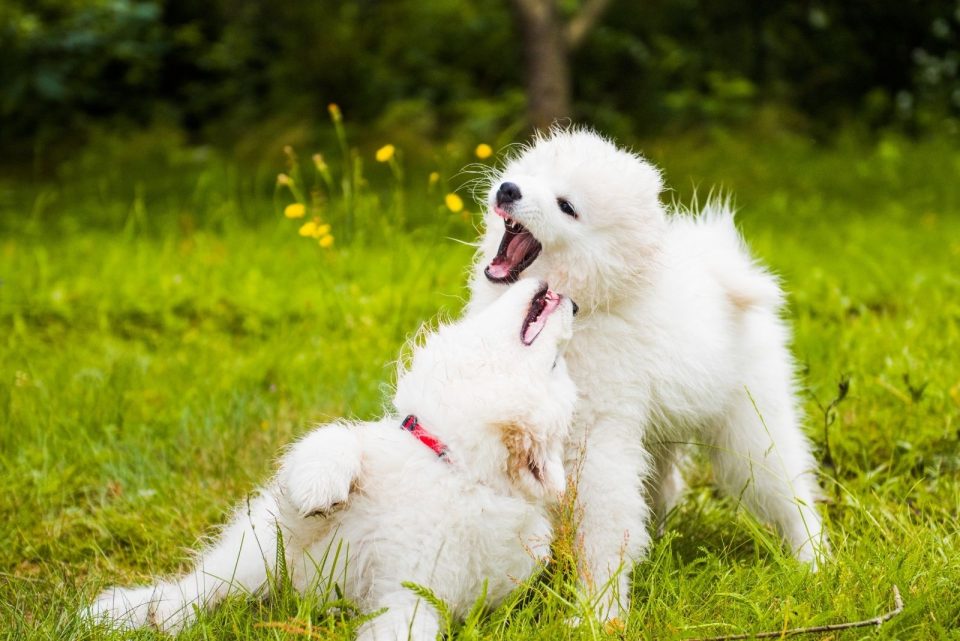 Are Samoyeds Aggressive? Unpacking The Samoyed Character
