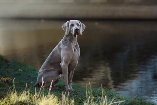Weimaraner Cost: How Expensive Are These Dogs?