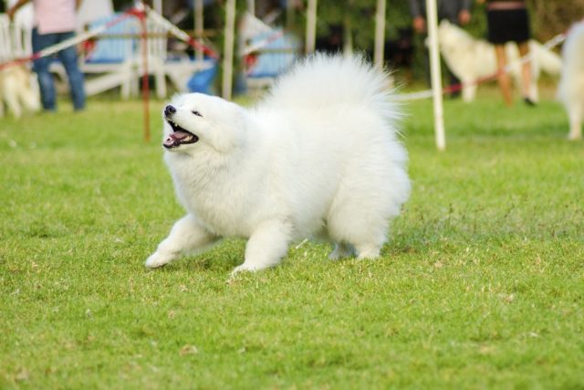 Are Samoyeds Aggressive? Unpacking The Samoyed Character