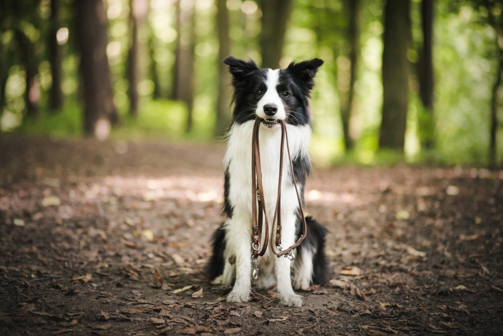 Male Vs. Female Border Collie: Can You Handle Them?