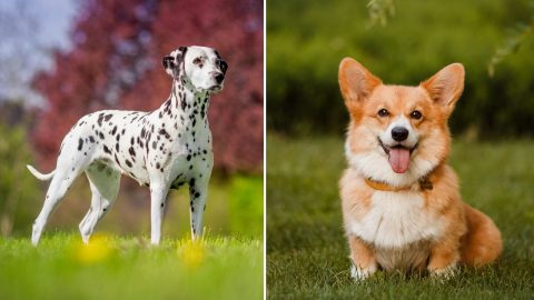A Corgi Dalmatian Mix - Why You Should (Not) Get This Dog