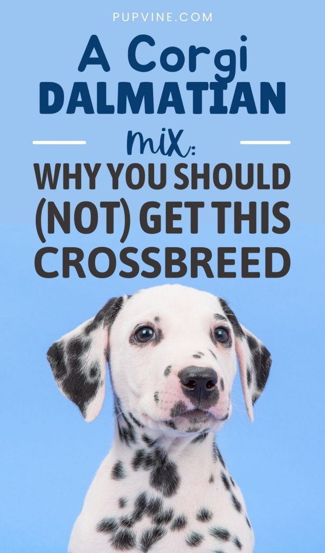 A Corgi Dalmatian Mix - Why You Should (Not) Get This Dog