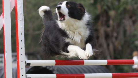Are Border Collies Aggressive? How To Stop Their Aggression?