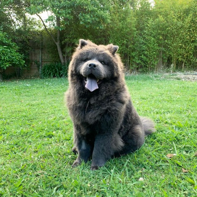 8 Unique Chow Chow Colors: A Guide To Rare Patterns