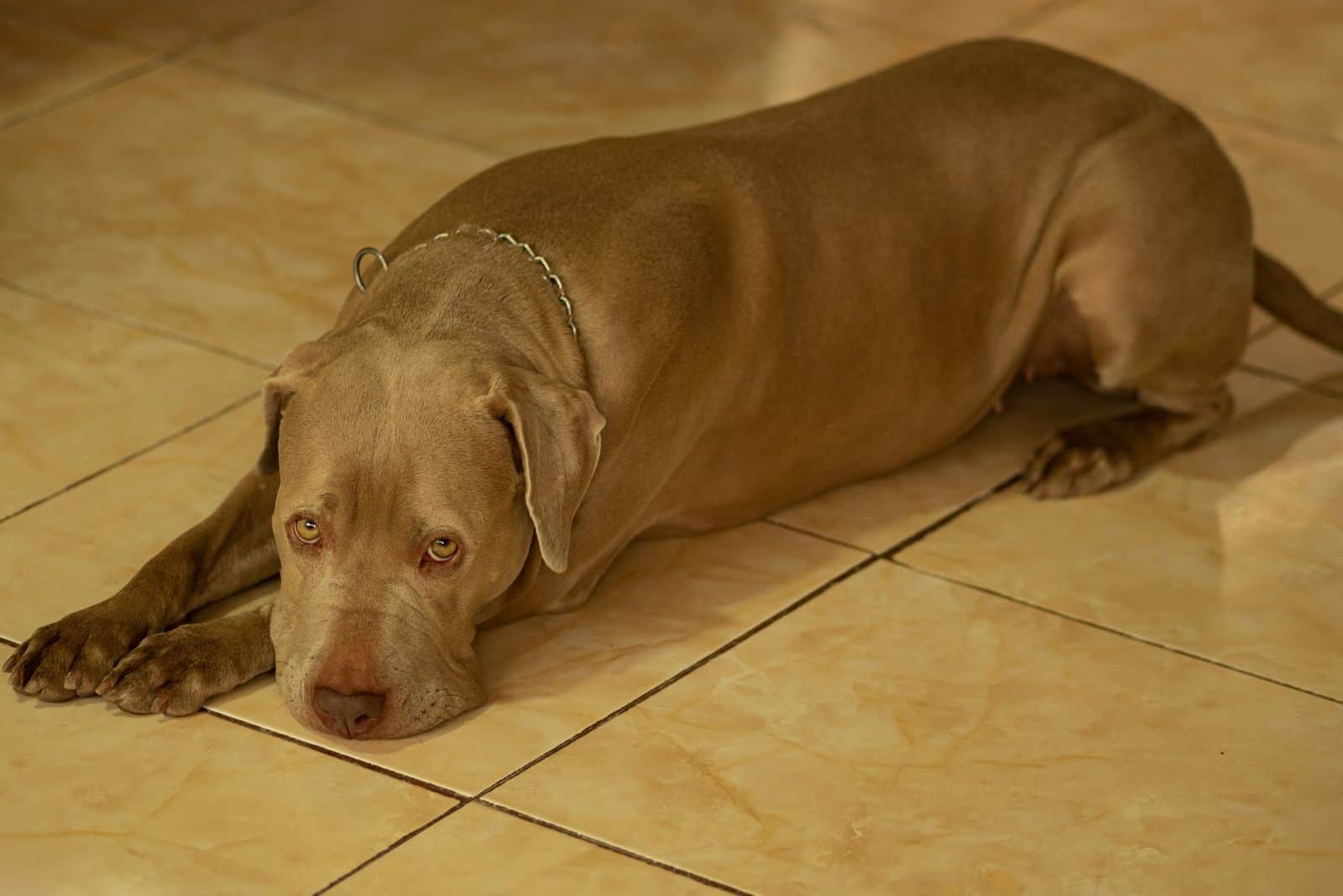 Blue Fawn Pitbull - Is This The Most Beautiful Pitbull Color?