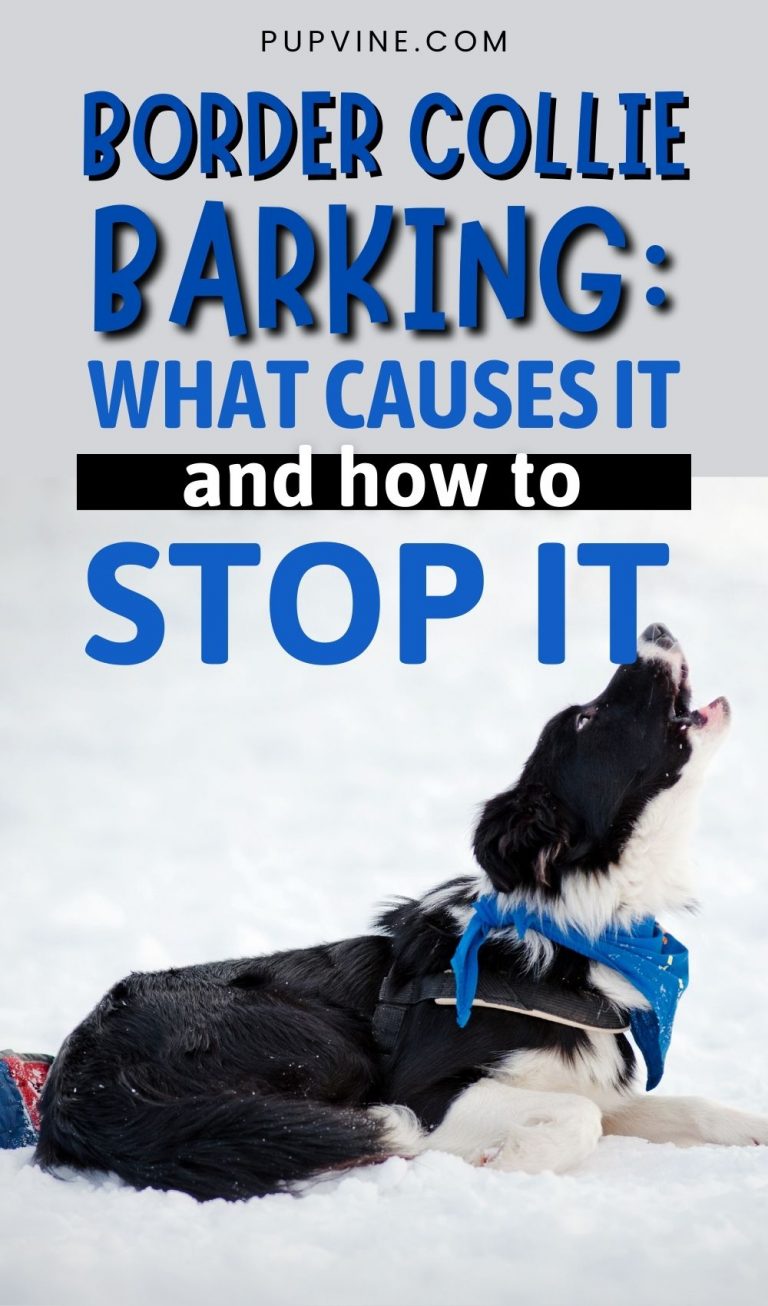 5 Causes Of Border Collie Barking And What To Do About It