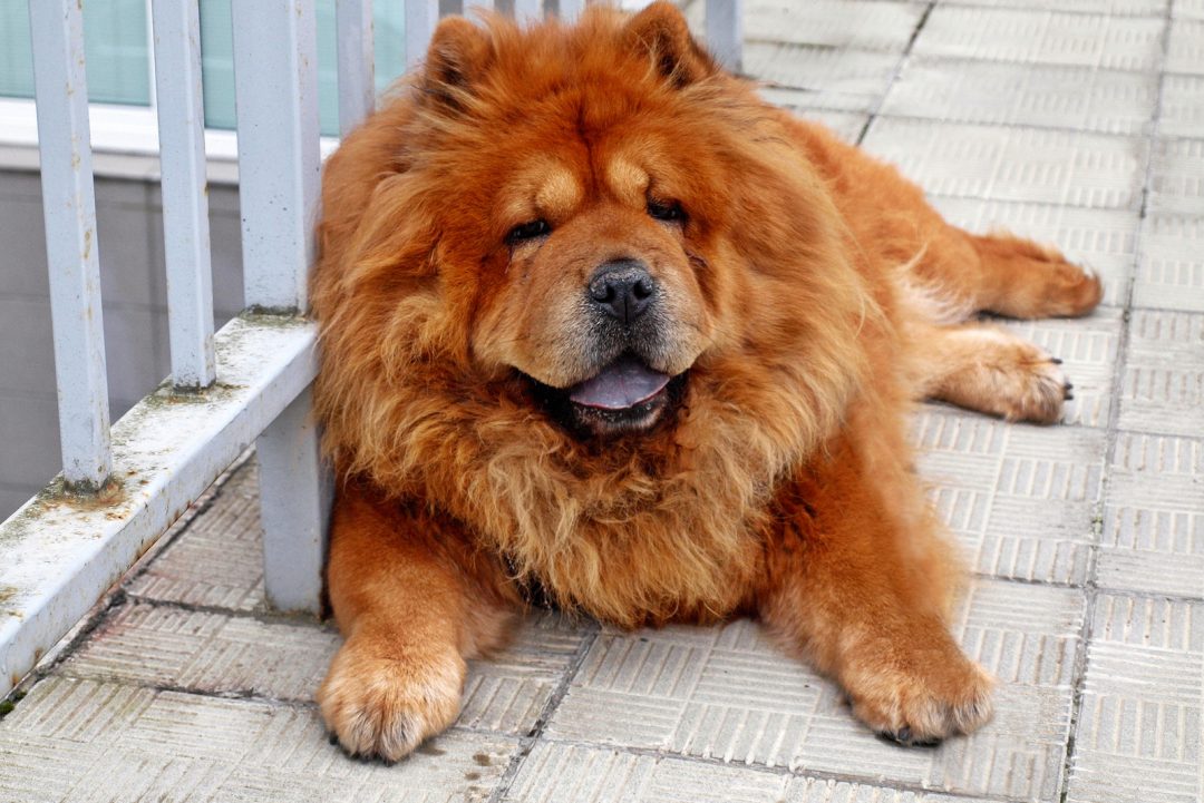 How Much Does A Chow Chow Cost: Puppy Price And Expenses