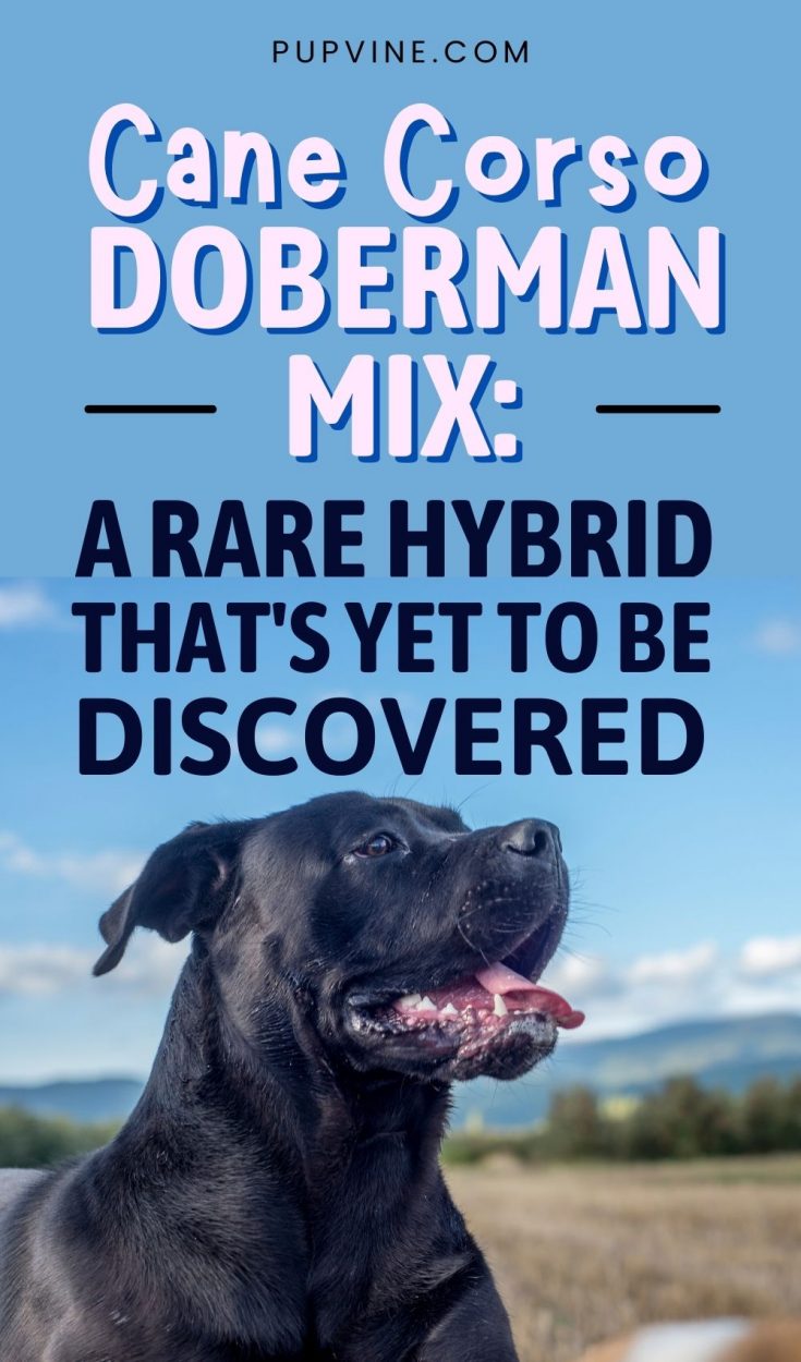 Cane Corso Doberman Mix: A Rare Hybrid Worth Knowing