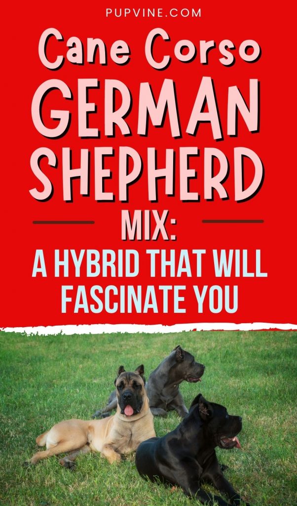 Cane Corso German Shepherd Mix: A Hybrid That Will Fascinate You