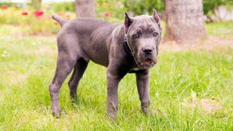 Cane Corso Pitbull Mix – Pit Corso Dog Breed Guide