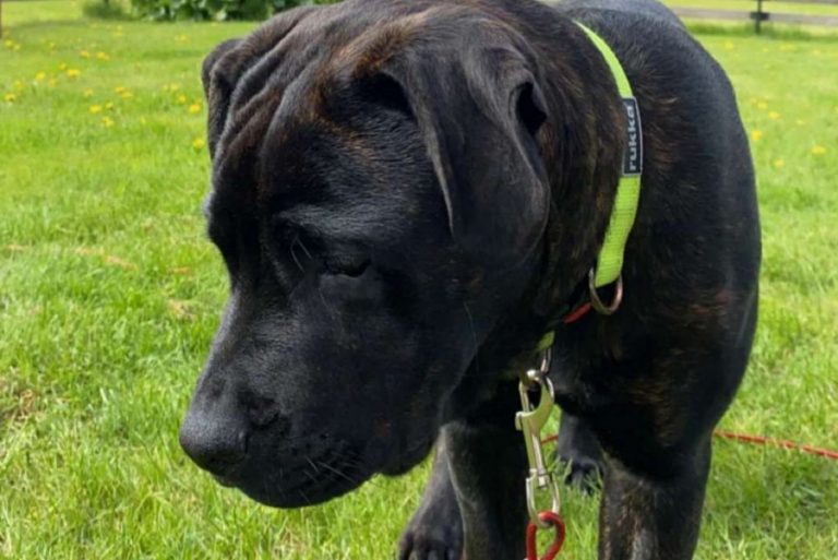 Cane Corso Rottweiler Mix: A Tough Hybrid With A Soft Heart
