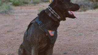 Cane Corso Rottweiler Mix: A Tough Hybrid With A Soft Heart