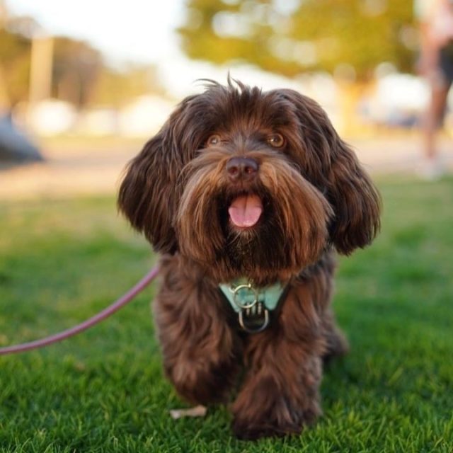 All About Chocolate Havanese – Are These Dogs Healthy?
