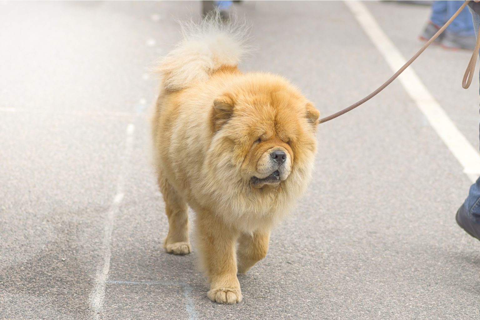 How Much Does A Chow Chow Cost: Puppy Price And Expenses