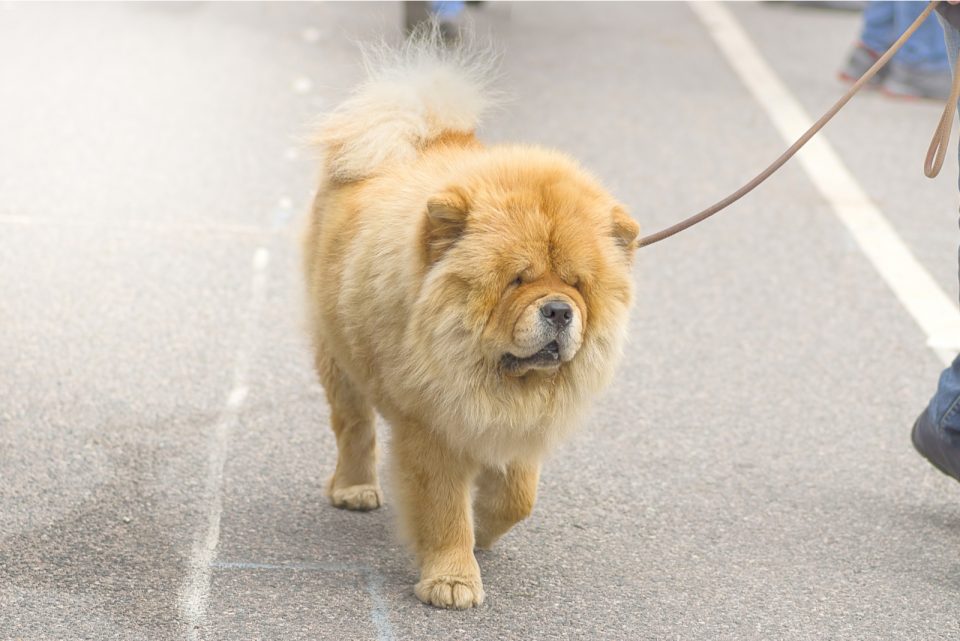 How Much Does A Chow Chow Cost: Puppy Price And Expenses