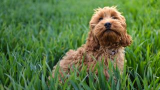Cockapoo Training: Do It The Right Way