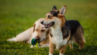 Corgi Lab Mix – The Most Loyal Crossbreed, Or A Bad Choice?