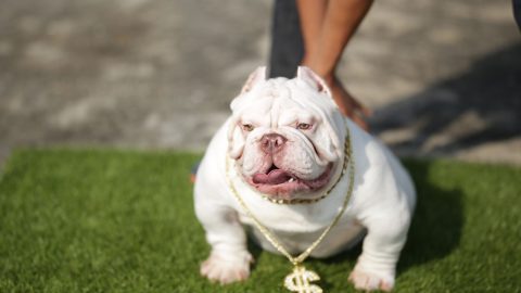 Exotic Bully: What You Need To Know Before Buying Your Pup