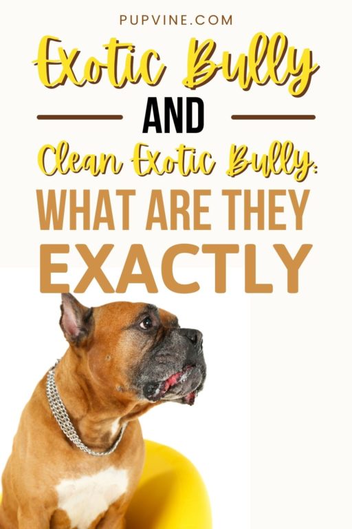 Exotic Bully And Clean Exotic Bully: What Are They Exactly?