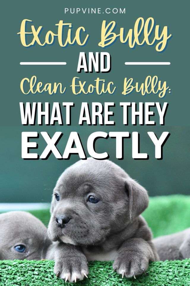 Exotic Bully And Clean Exotic Bully: What Are They Exactly?
