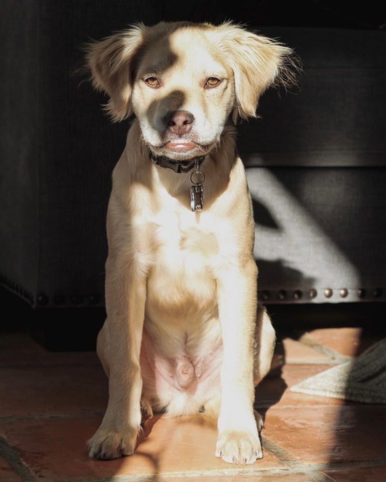 Golden Retriever Pitbull Mix: A Unique Hybrid The World Will Love