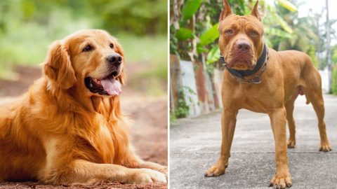 Golden Retriever Pitbull Mix: A Unique Hybrid You Will Love