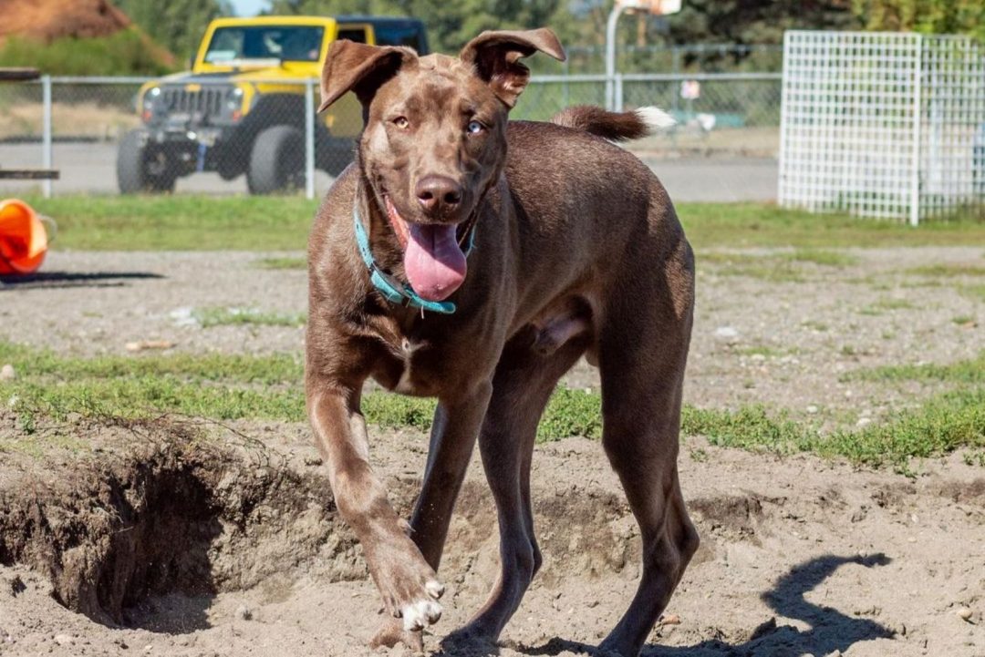Great Dane Husky Mix: A Complete Guide To This Gentle Giant