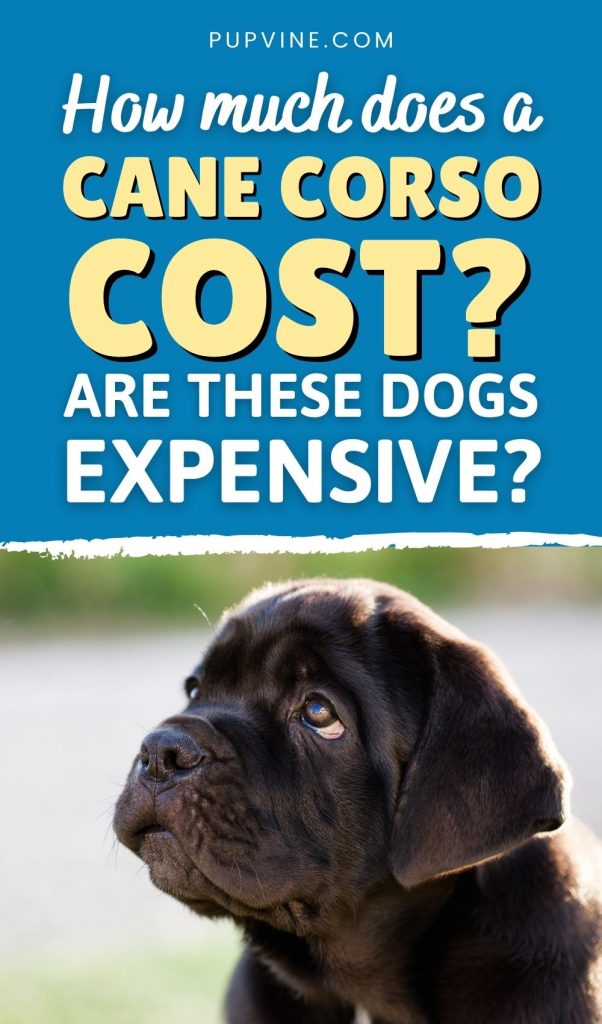 How Much Does A Cane Corso Cost? Are These Dogs Expensive?