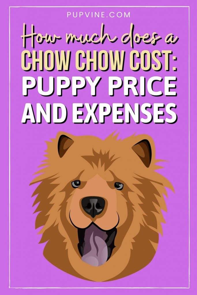 How Much Does A Chow Chow Cost: Puppy Price And Expenses