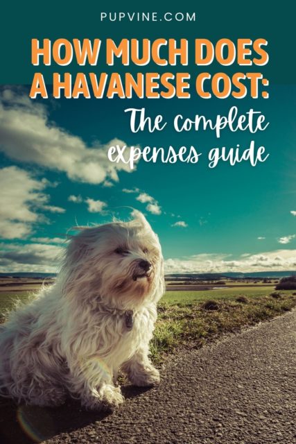 How Much Does A Havanese Cost: The Complete Expenses Guide
