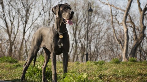 How Much Does Great Dane Cost? Breaking Down The Costs