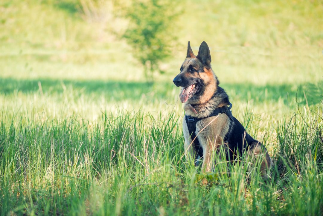 East European Shepherd Dog: Breed Information And Advice
