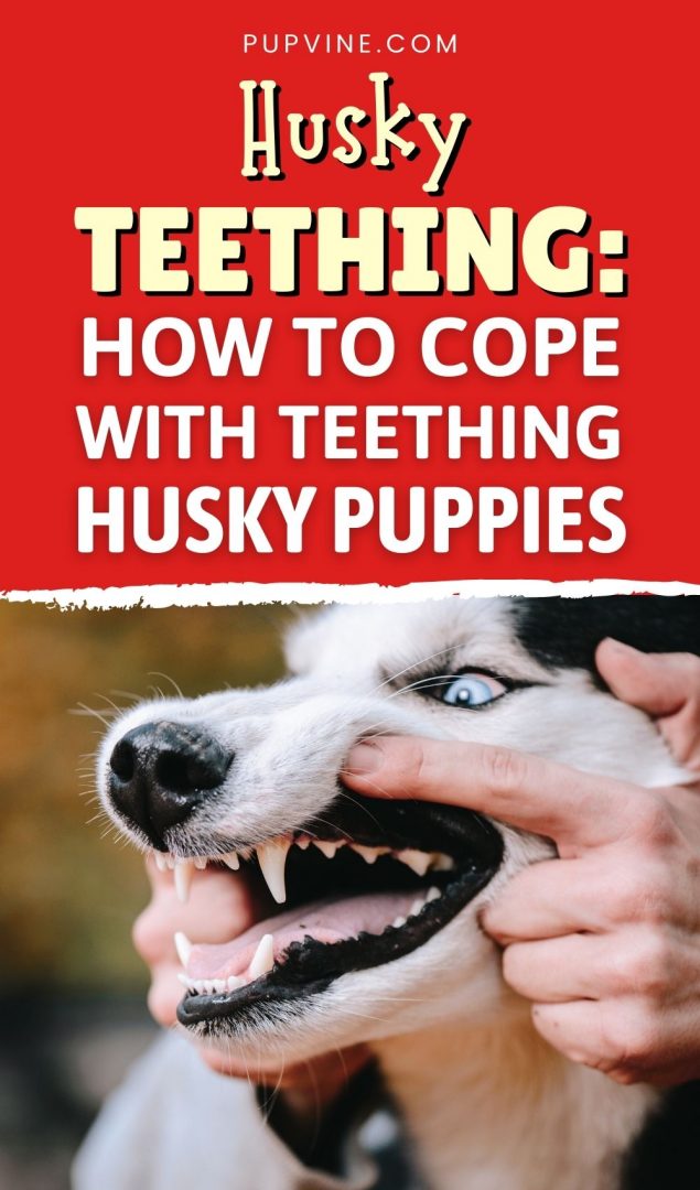 Husky Teething: How To Cope With Teething Husky Puppies