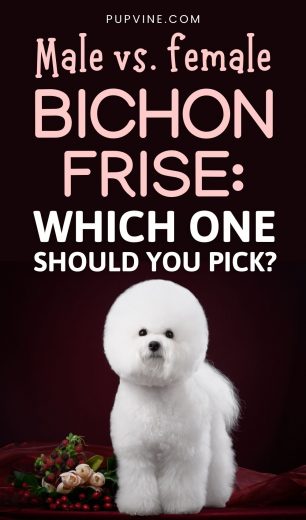Male Vs Female Bichon Frise: Which One Should You Pick?