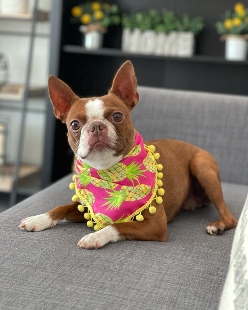 The Red Boston Terrier - An Ultimate Guide About This Dog