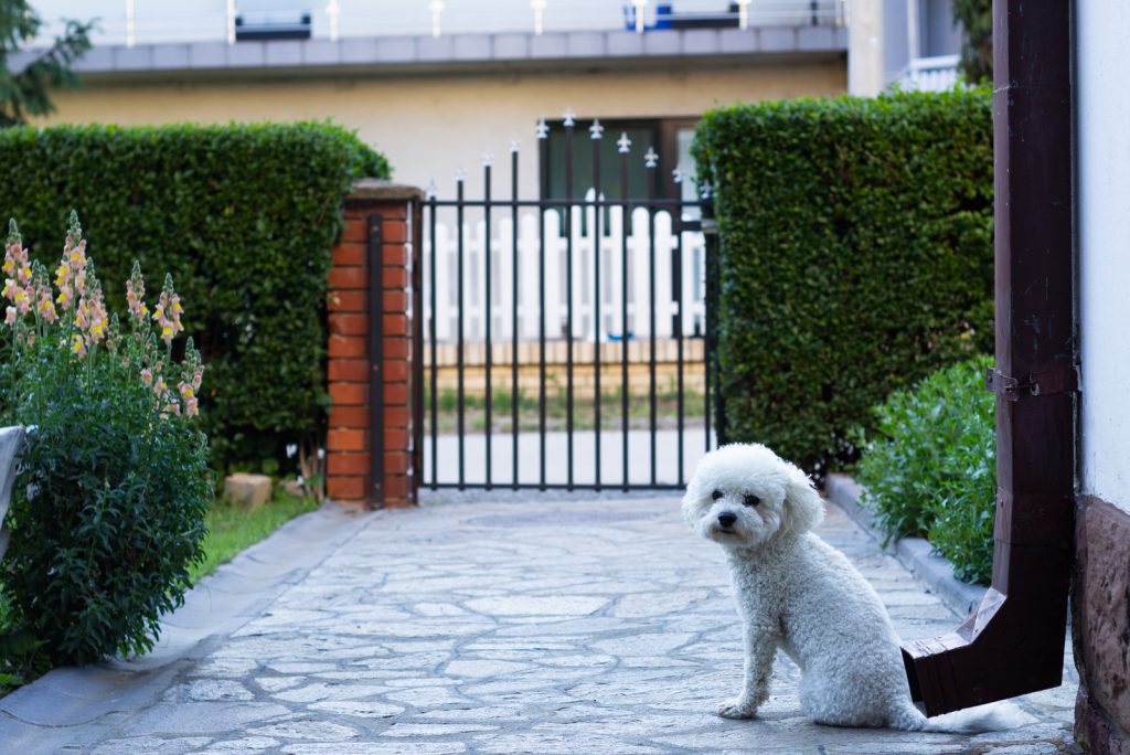 Male Vs Female Bichon Frise: Which One Should You Pick?